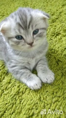 Котенок девочка, 1 месяц. Мама наполовину британка