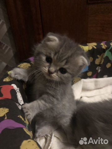 Шотландские пупсики