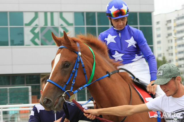 Жеребец чистокровной верховой породы 2016г.р