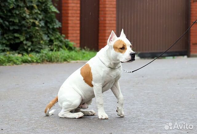 Красивый подрощенный мальчик амстаффа