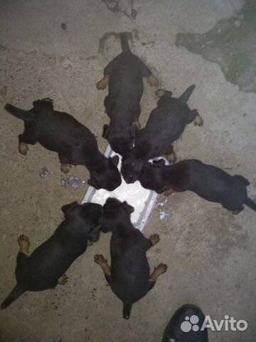 Щенки Ягдтерера