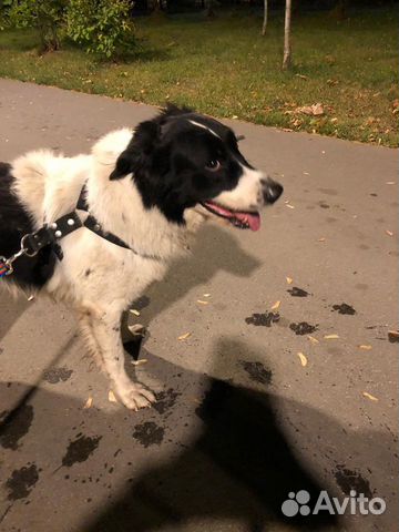 Собака найдёныш