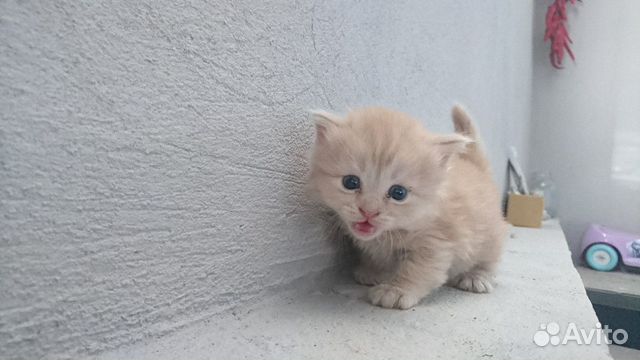 Британские котята