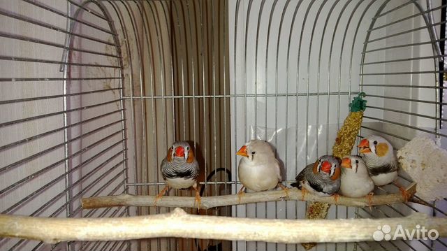 Амадины зебровые