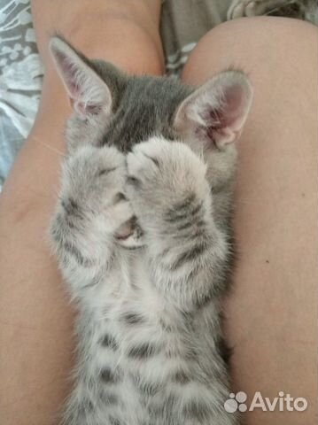 Кошечка 2 месяца