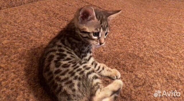 Девочка бенгалочка