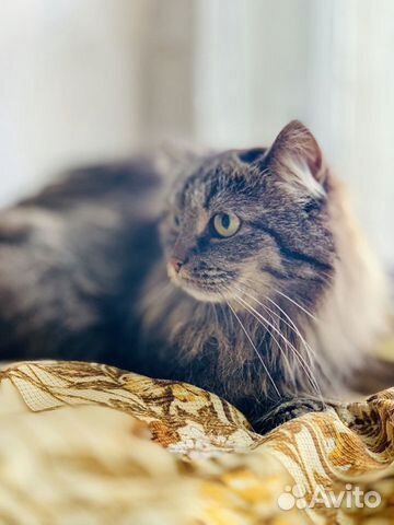 Кошечка в добрые руки