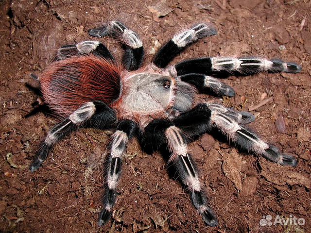 Паук птицеед Nhandu Chromatus