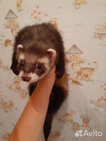 Продаю хорька