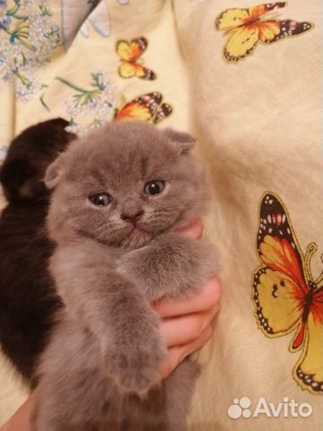 Продам котят