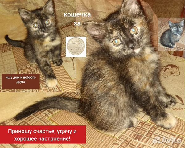 Отдам кошечку черепахового окраса, возраст 2 мес