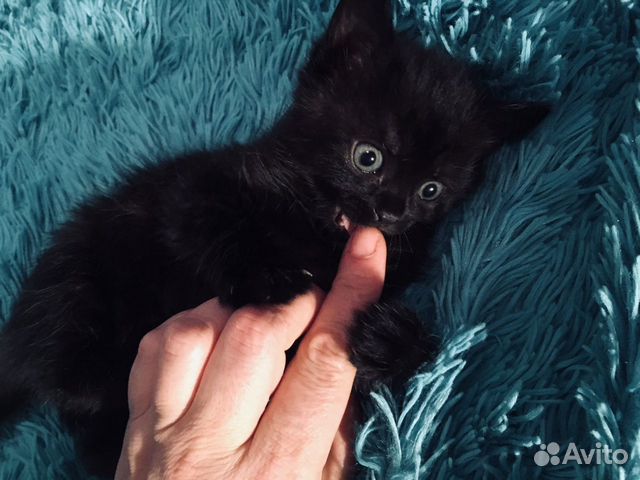 Полубританцы-полуиностранцы