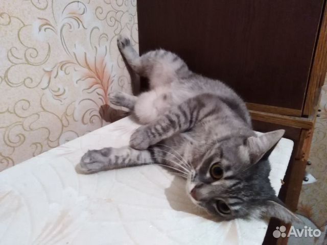 Кошечку Соню отдаем в добрые руки