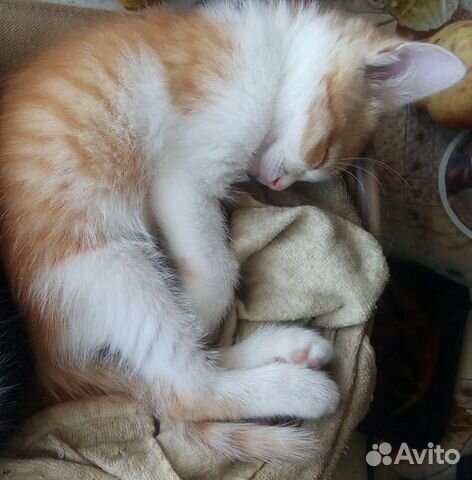 Котята в добрые руки