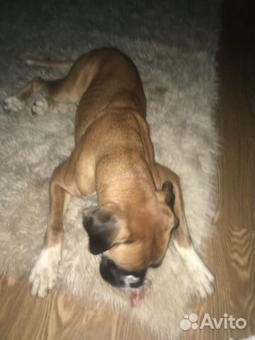 В хорошие руки