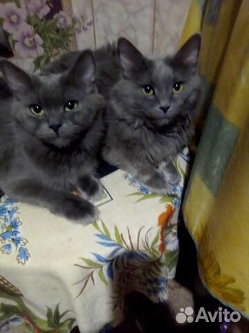 Котятки нибелунгов