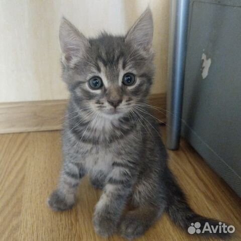 Котенок девочка 1,5 мес