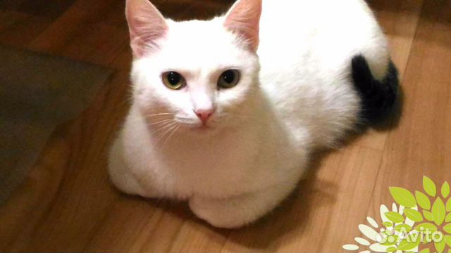 Котик ищет дом