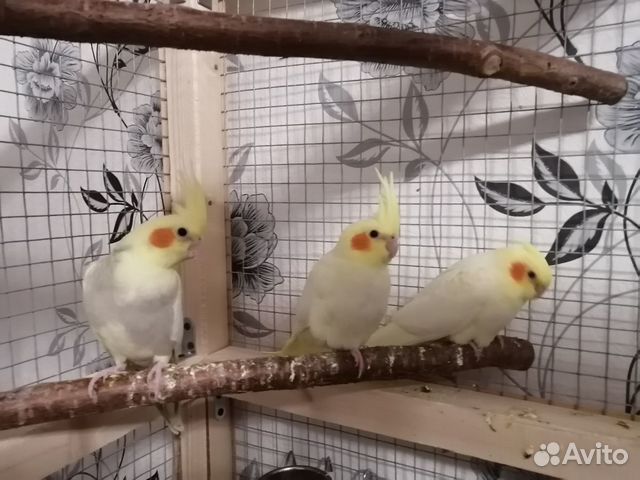 Птенец кореллы домашнего разведения