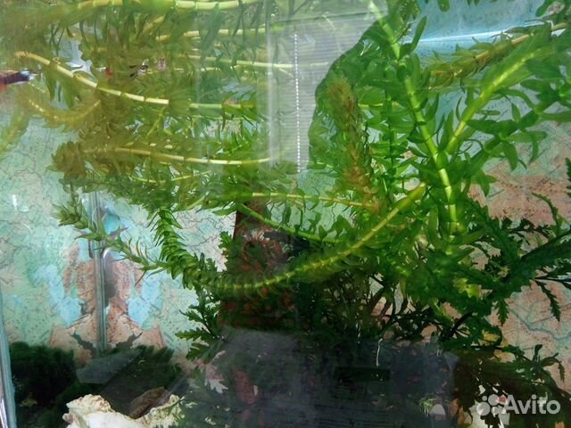 Водоросли Элодея