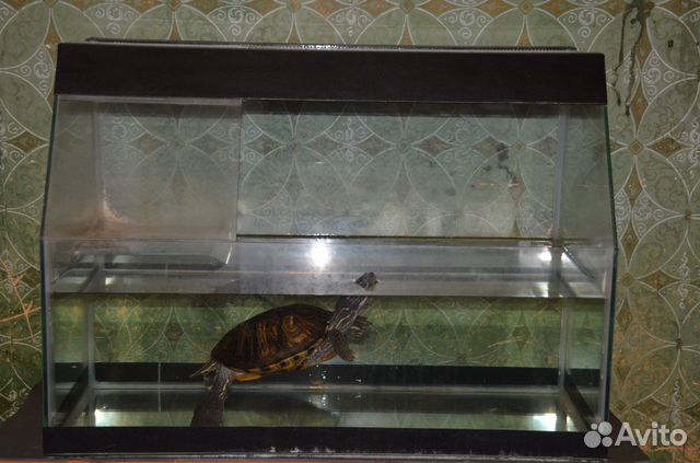 Черепашник