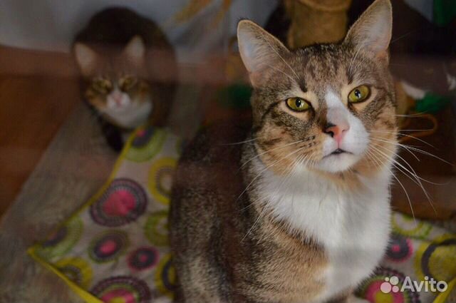 Самый лучший котик-антидепрессант