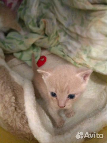 В добрые руки котята