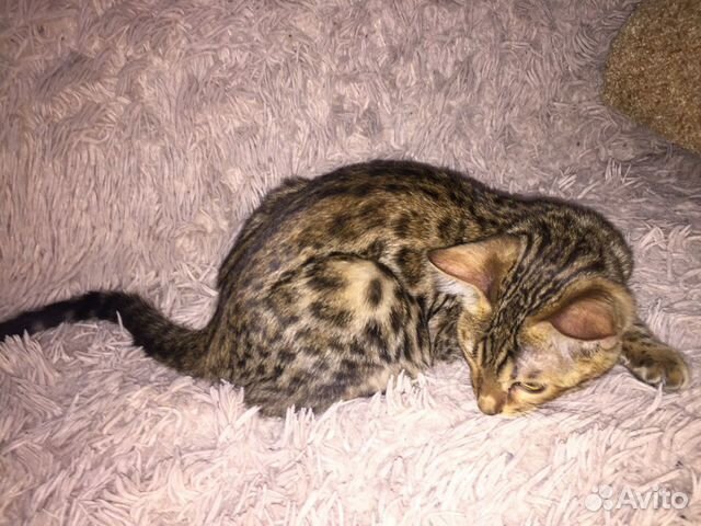 Отдам, в добрые руки, Бенгальскую кошку, девочка
