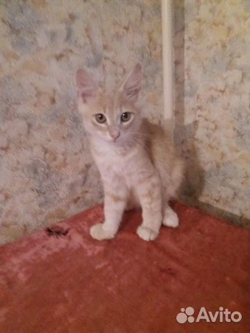 Котенок в добрые руки