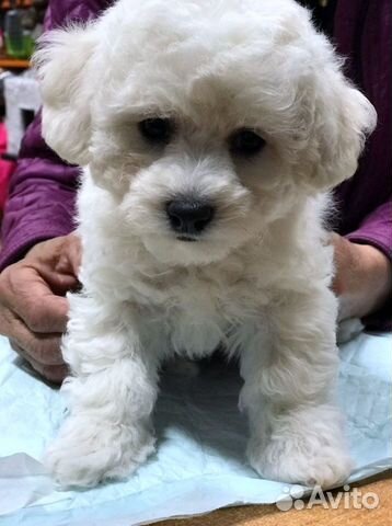 Пушистое счастье