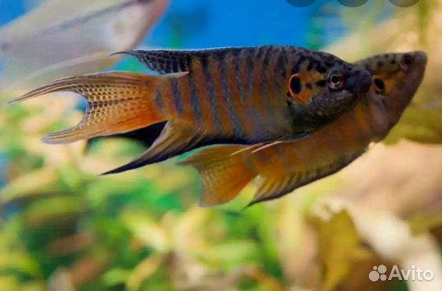 Рыбка Макропод