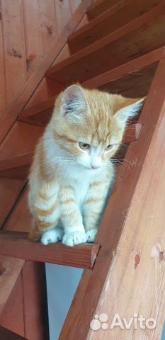 Отдам котенка в надежные и ласковые руки
