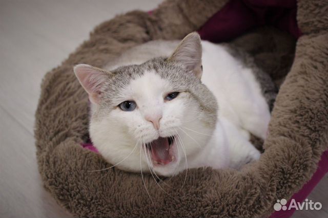 Котикам из приюта пора домой