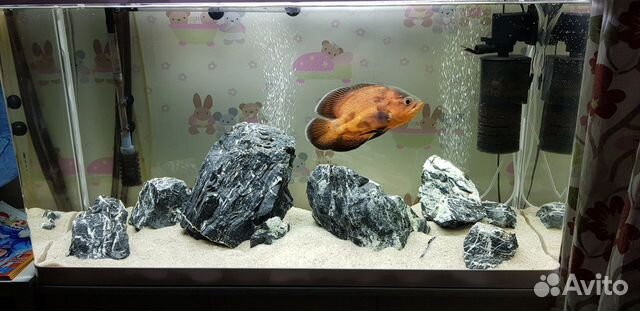 Аквариум из оргстекла (акрил)