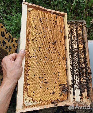 Пчелопакет Бакфаст матка F1 2020