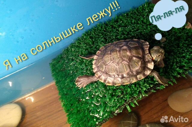 Продам черепашку с аквариумом