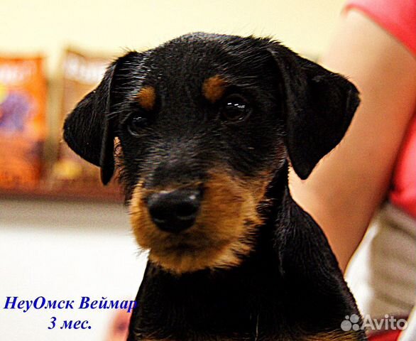 Щенки ягдтерьера от рабочих родителей