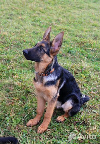 Щенки восточноевропейской и немецкой овчарок