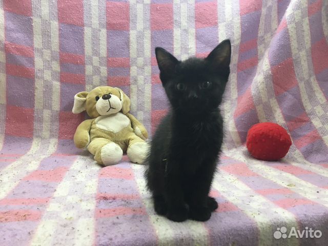 Котёнок ищет дом