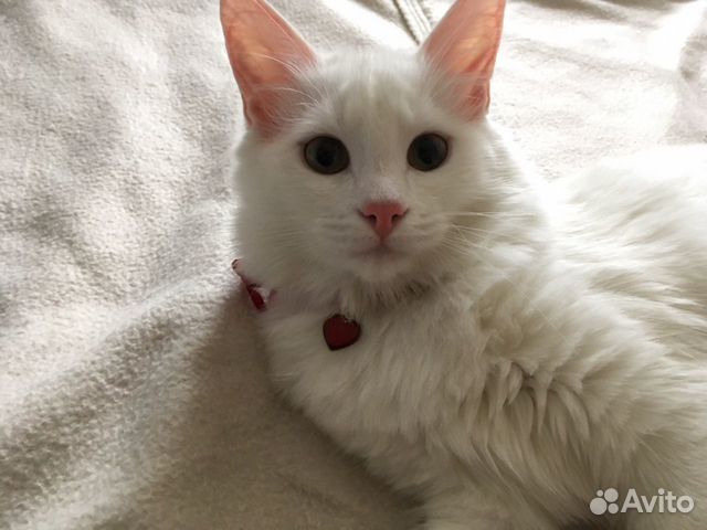 Кошечка метис турецкая ангора