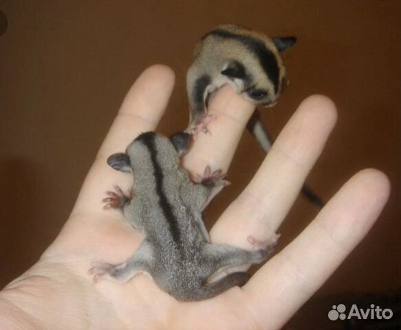 Сахарный поссум