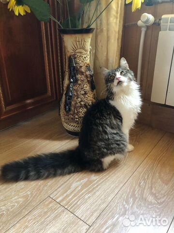 Кот мейн-кун отдам