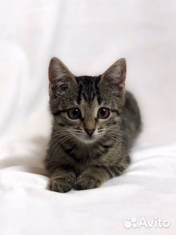 Малышка Николь в добрые руки