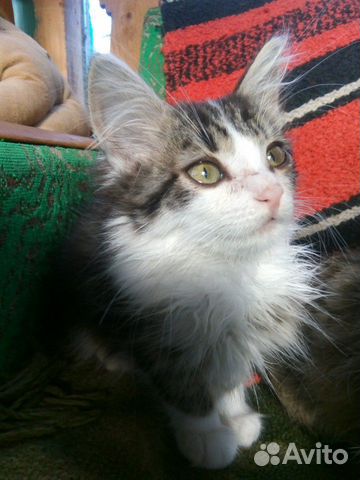 Котёнок девочка