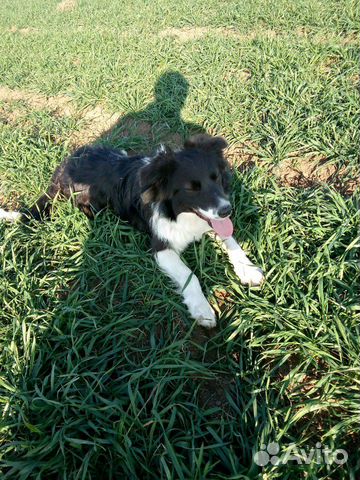 Бордер колли