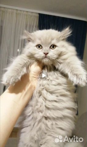 Котёнок породы Шотландская длинношёрстная Хайленд