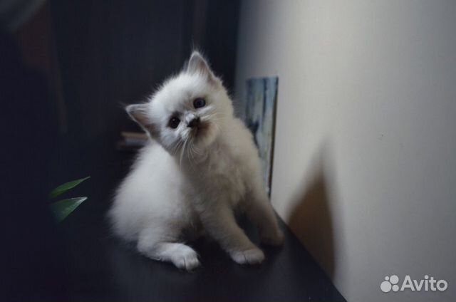 Котята RagDoll (регдолл/тряпичная кукла)