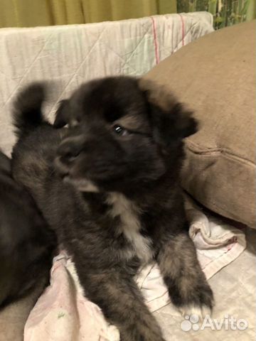 Щенята ищут дом