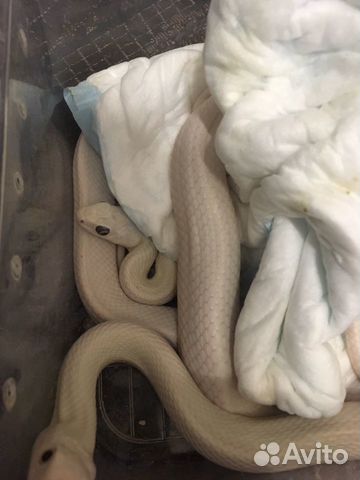 Техасские полоза