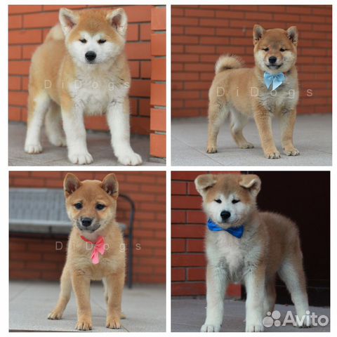 Акита и Сиба щенки